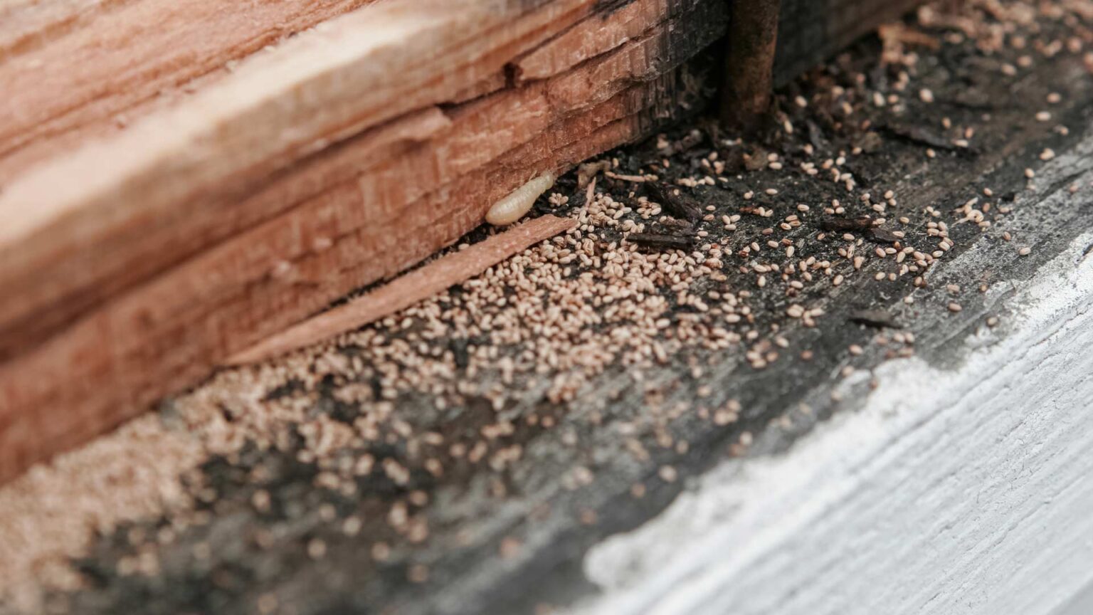What are the Signs of a Pest Infestation: A Guide to Determining the ...