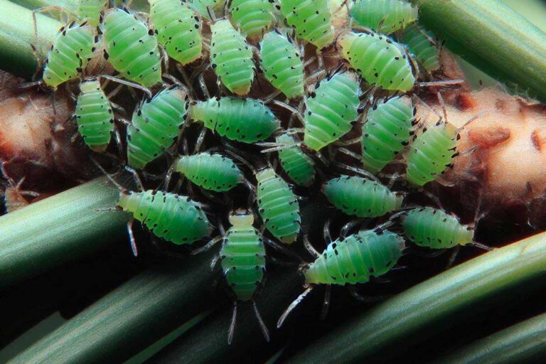 Common Christmas Tree Bugs - StaySafe.org