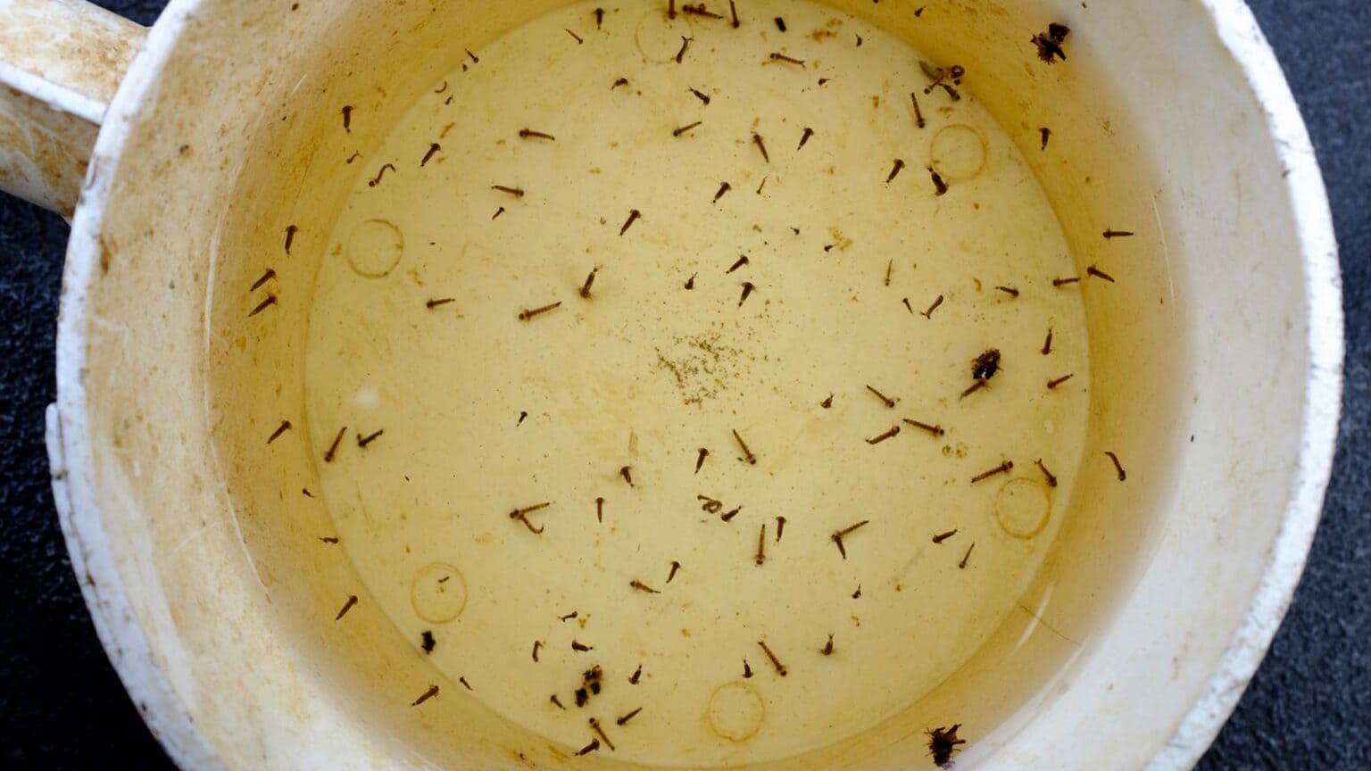 The Lifespan of Mosquitoes: A Closer Look at Our Unwelcome Neighbors ...