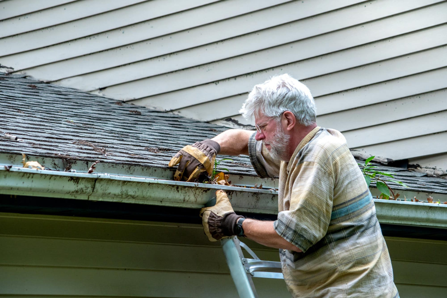 Why You Should Clean Your Gutters Before Insects Move In for Winter ...